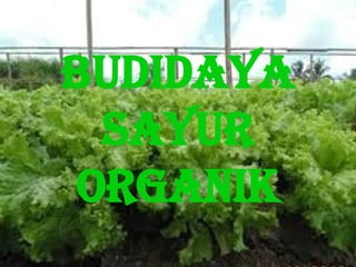 Budidaya_Sayur_Organik.pptx di daerah dataran | PPTX