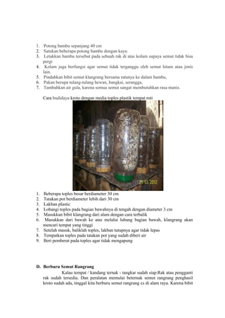 Budidaya semut rang | DOC