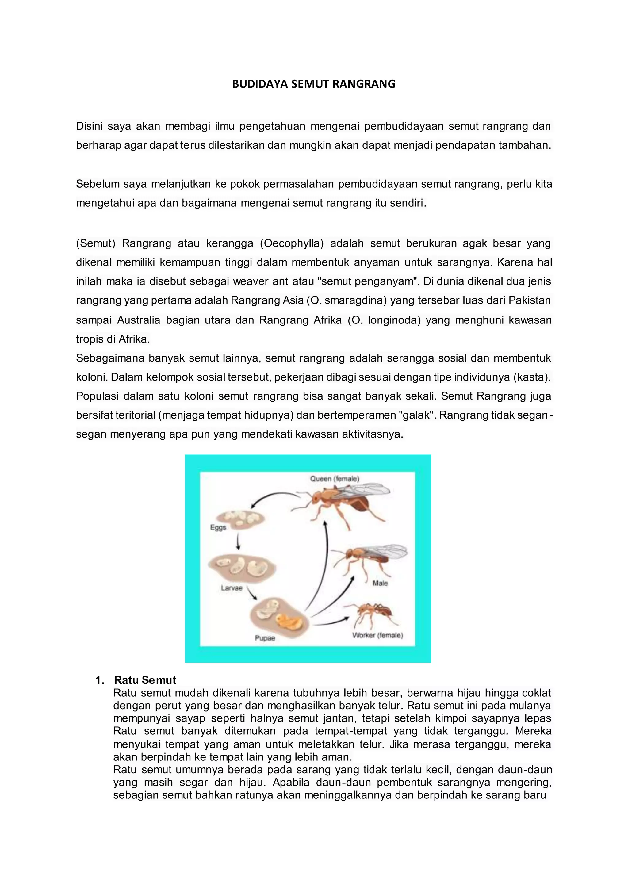 Budi daya semut rangrang | DOCX