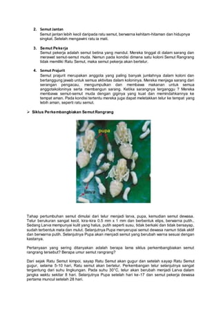 Budi daya semut rangrang | DOCX