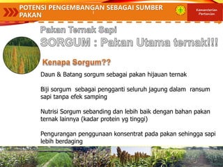Budidaya Sorgum BSIP Daerah Istimewa Yogyakarta | PDF