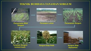 Budidaya_Sorgum_ppt.pptx