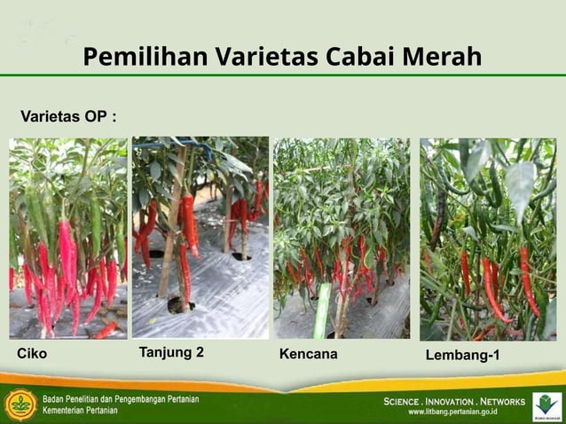Budidaya Tanaman Cabai dan pengelolaannya.pptx
