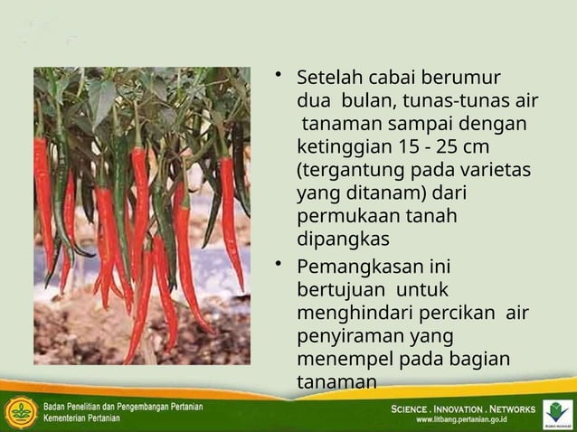 Budidaya Tanaman Cabai dan pengelolaannya.pptx