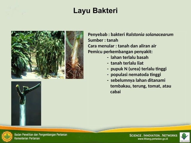 Budidaya Tanaman Cabai dan pengelolaannya.pptx