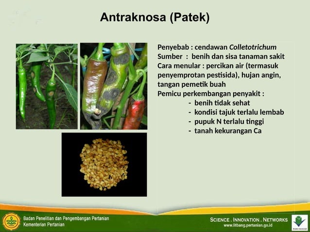 Budidaya Tanaman Cabai dan pengelolaannya.pptx