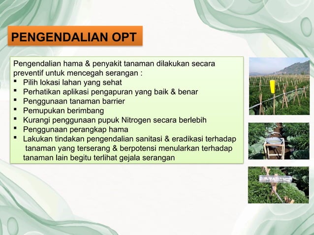 Budidaya Tanaman Cabai dan pengelolaannya.pptx