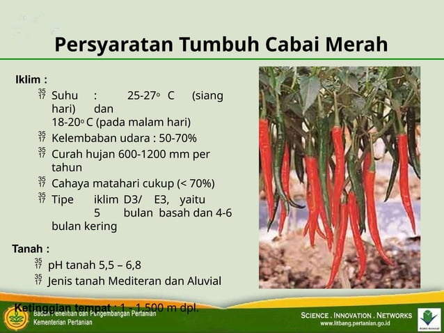 Budidaya Tanaman Cabai dan pengelolaannya.pptx