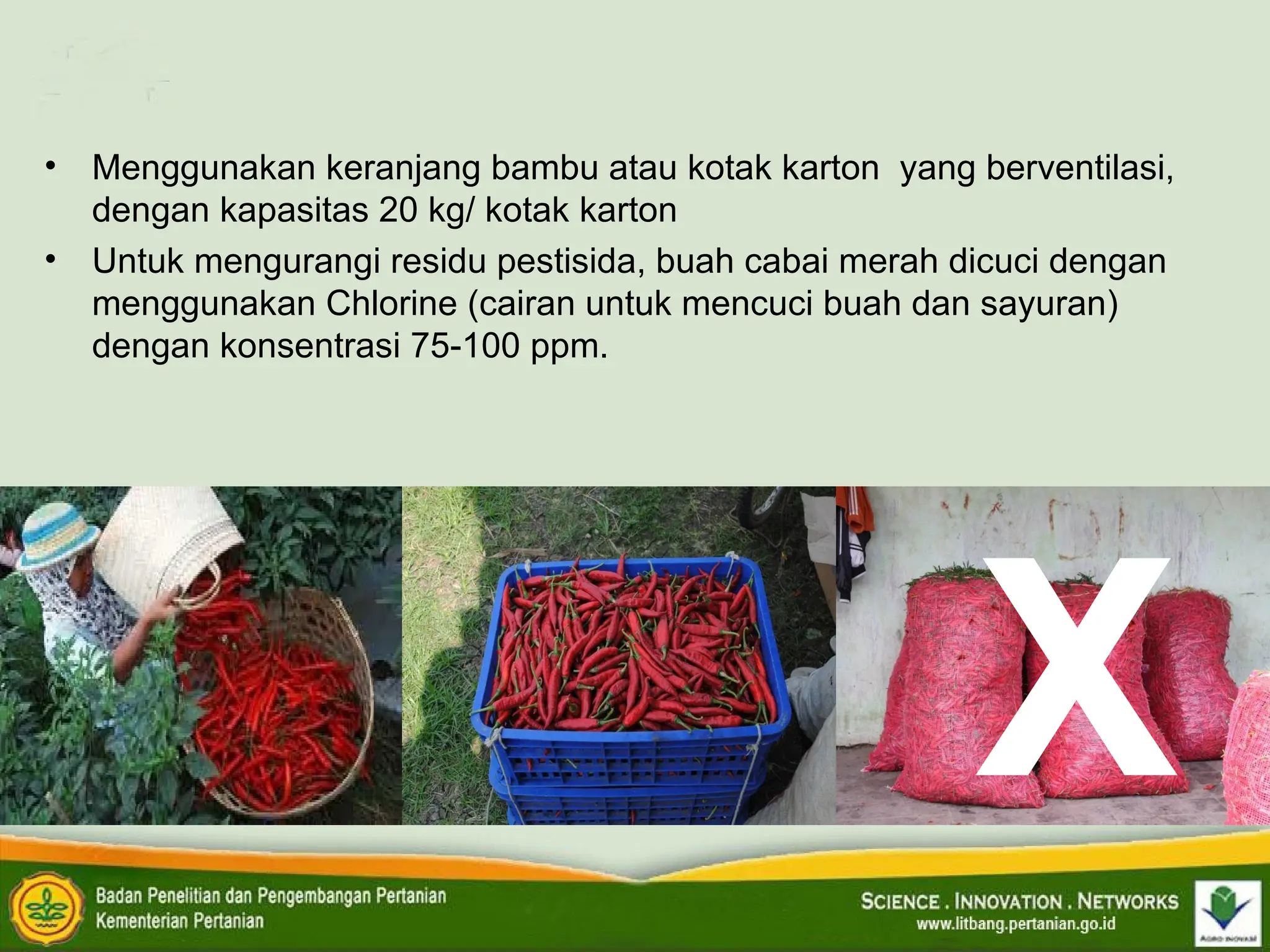 Bahan Tayang Budidaya Tanaman Cabaii.ppt