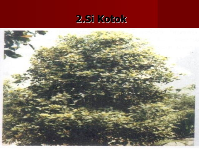 Budidaya tanaman cengkeh | PPT