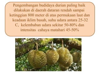 BUDIDAYA_TANAMAN_DURIAN FAKULTAS PERTANIAN UGM Yogyakarta | PPTX