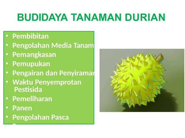 BUDIDAYA_TANAMAN_DURIAN FAKULTAS PERTANIAN UGM Yogyakarta | PPTX