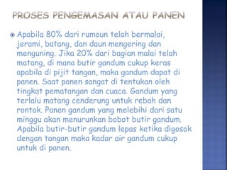 Budidaya tanaman gandum | PPTX