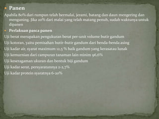 Budidaya tanaman gandum | PPTX