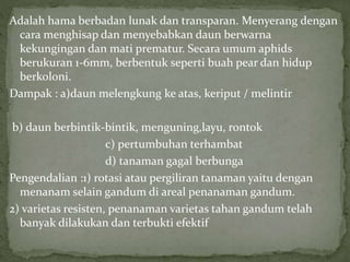 Budidaya tanaman gandum | PPTX