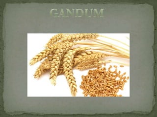 Budidaya tanaman gandum | PPTX