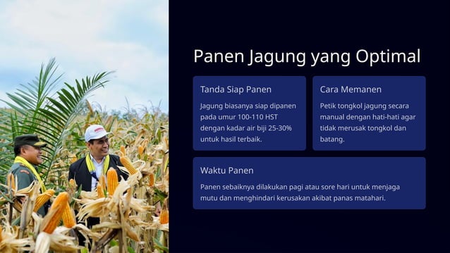 Budidaya tanaman jagung - klmpk 2 (1).pptx