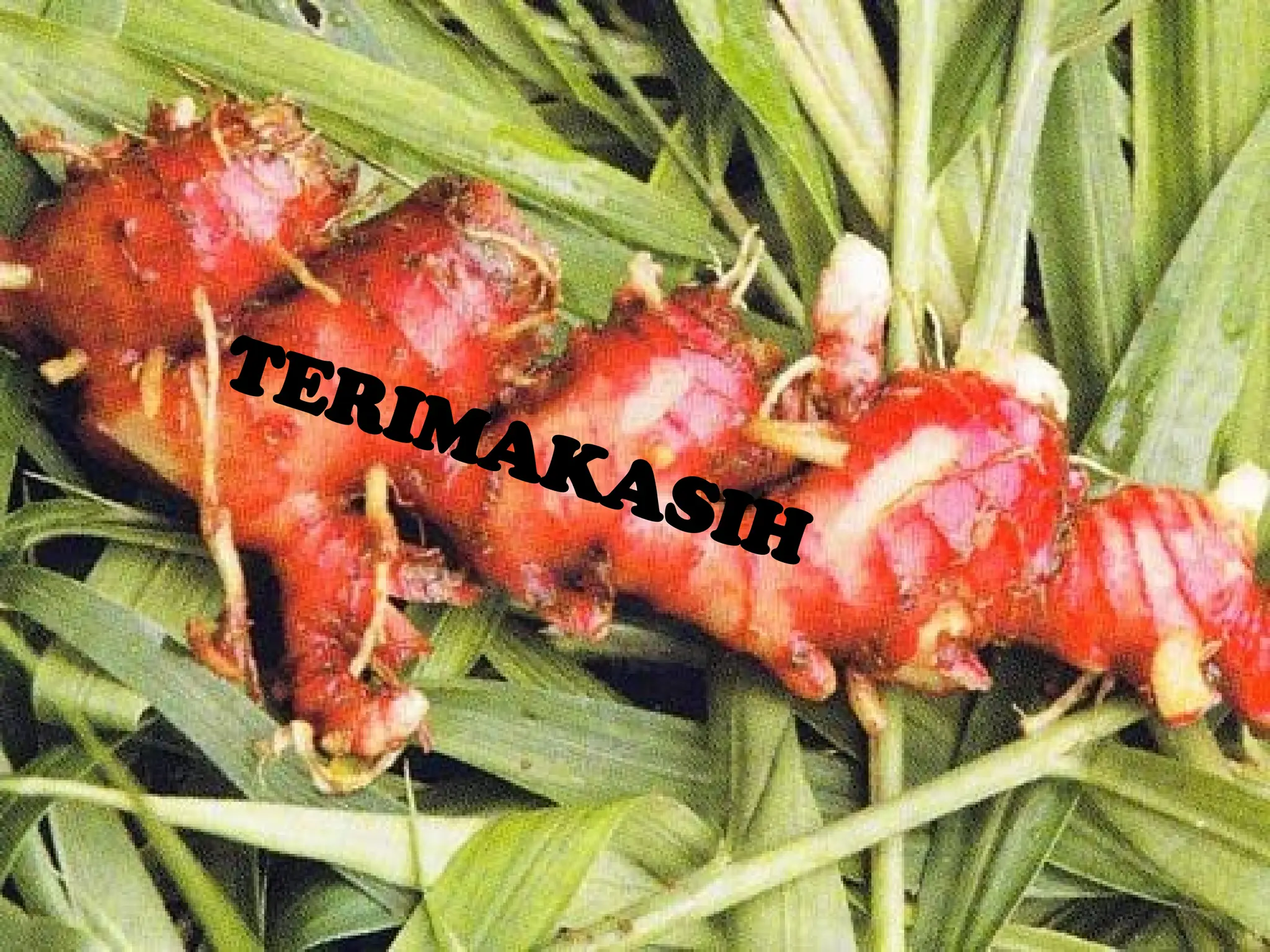 budidaya_tanaman_Jahe_Pelatihan PKK.pptx