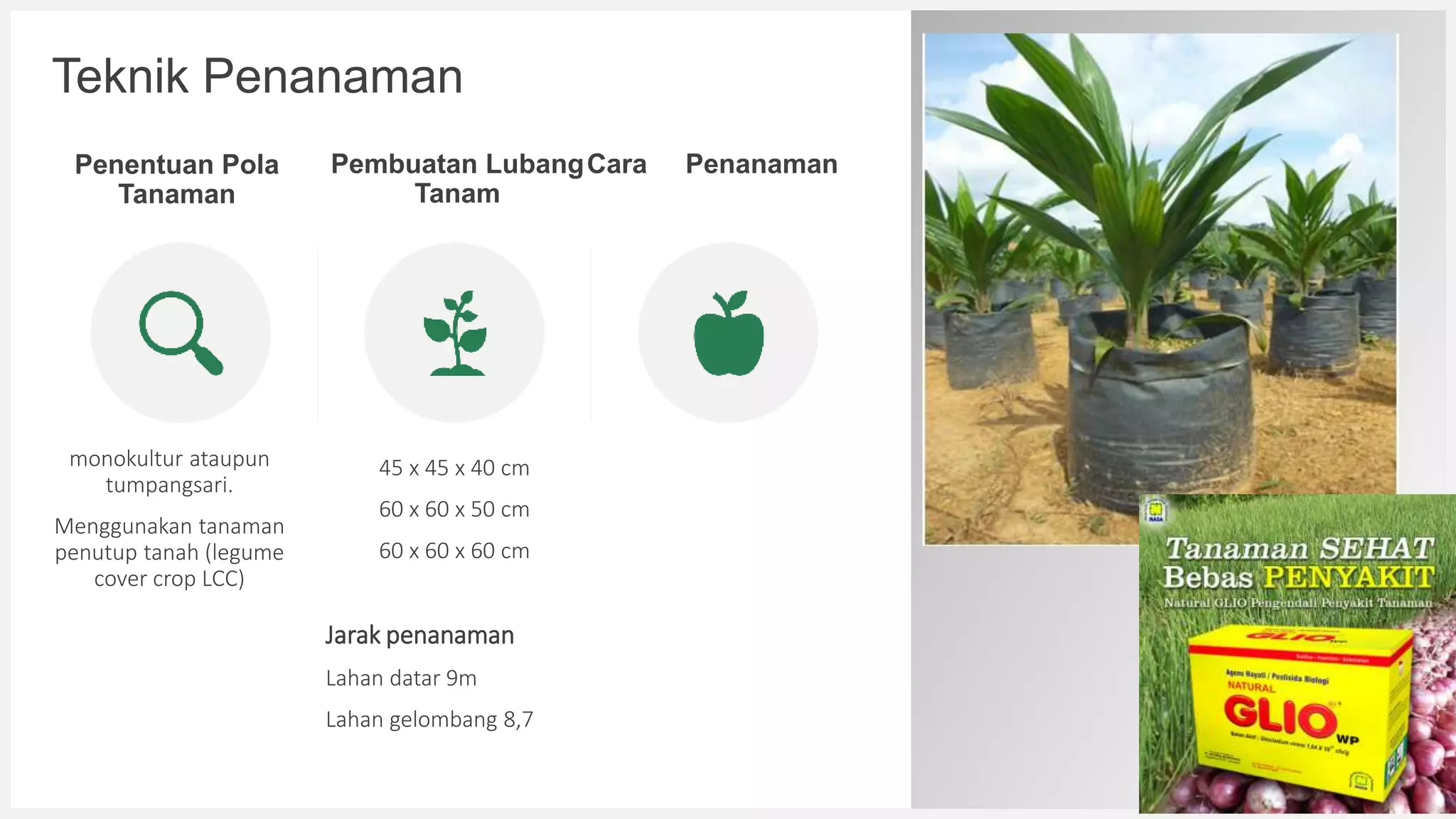Budidaya tanaman kelapa sawit | PPTX