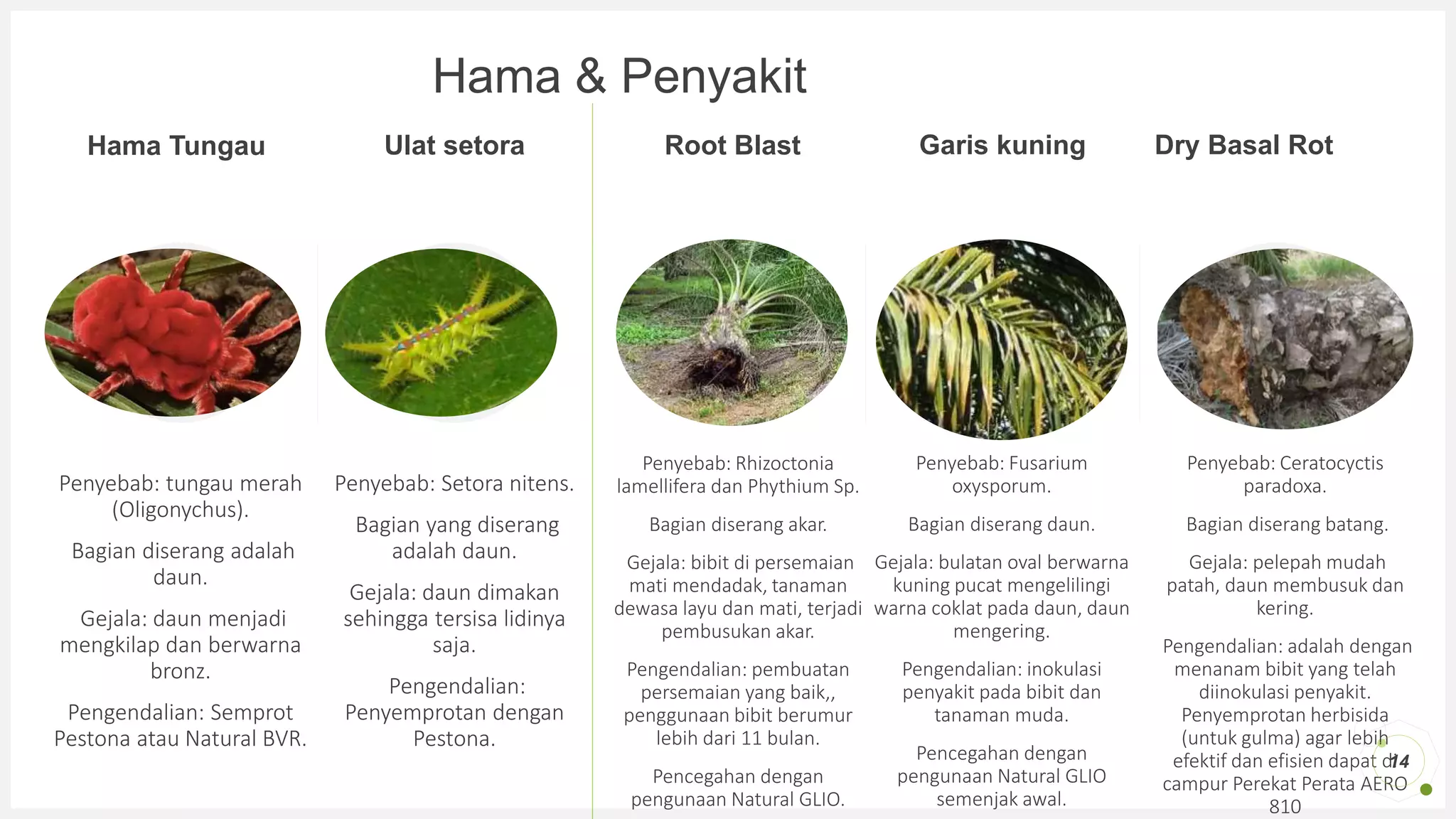 Budidaya tanaman kelapa sawit | PPTX