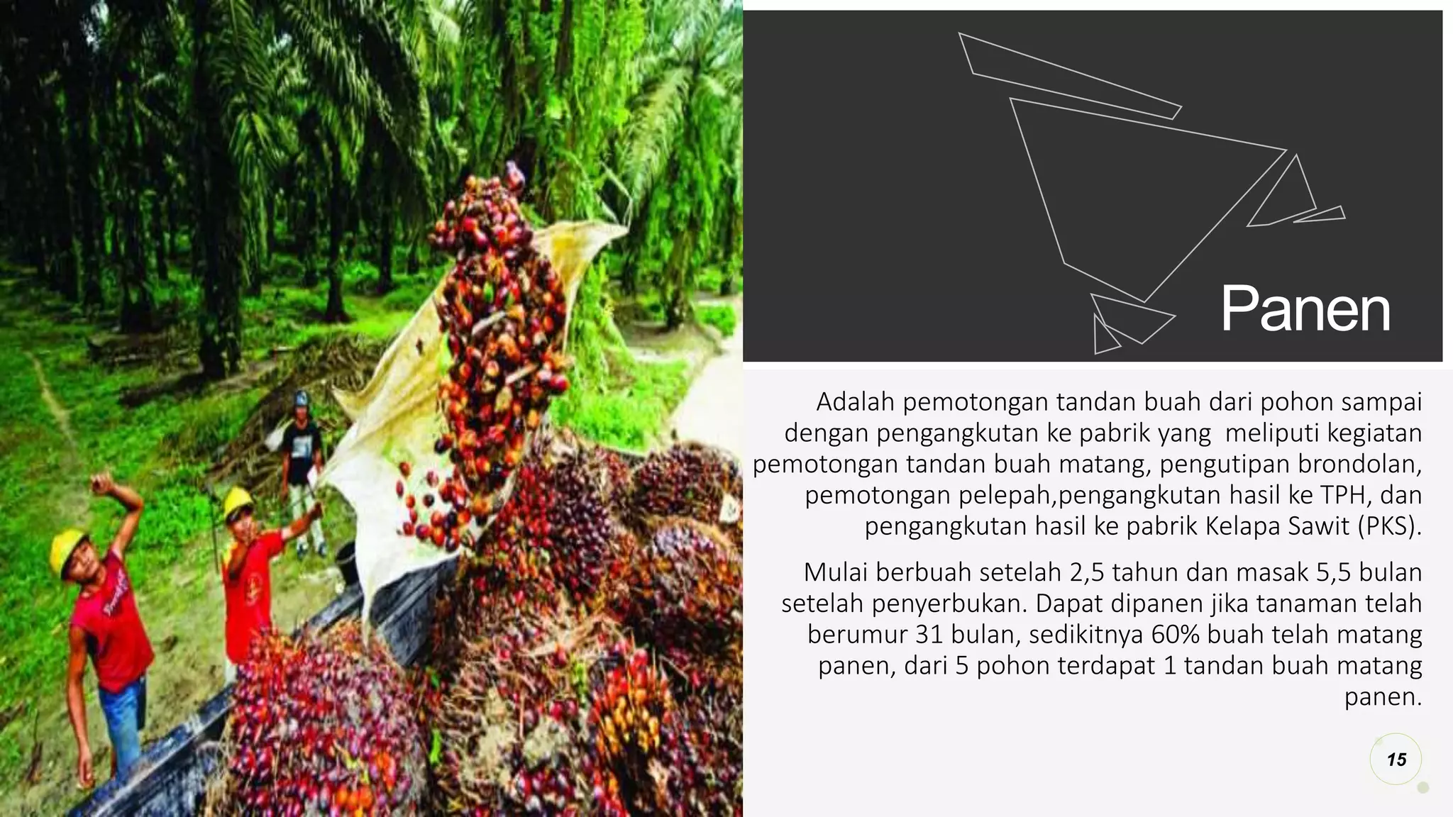 Budidaya tanaman kelapa sawit | PPTX