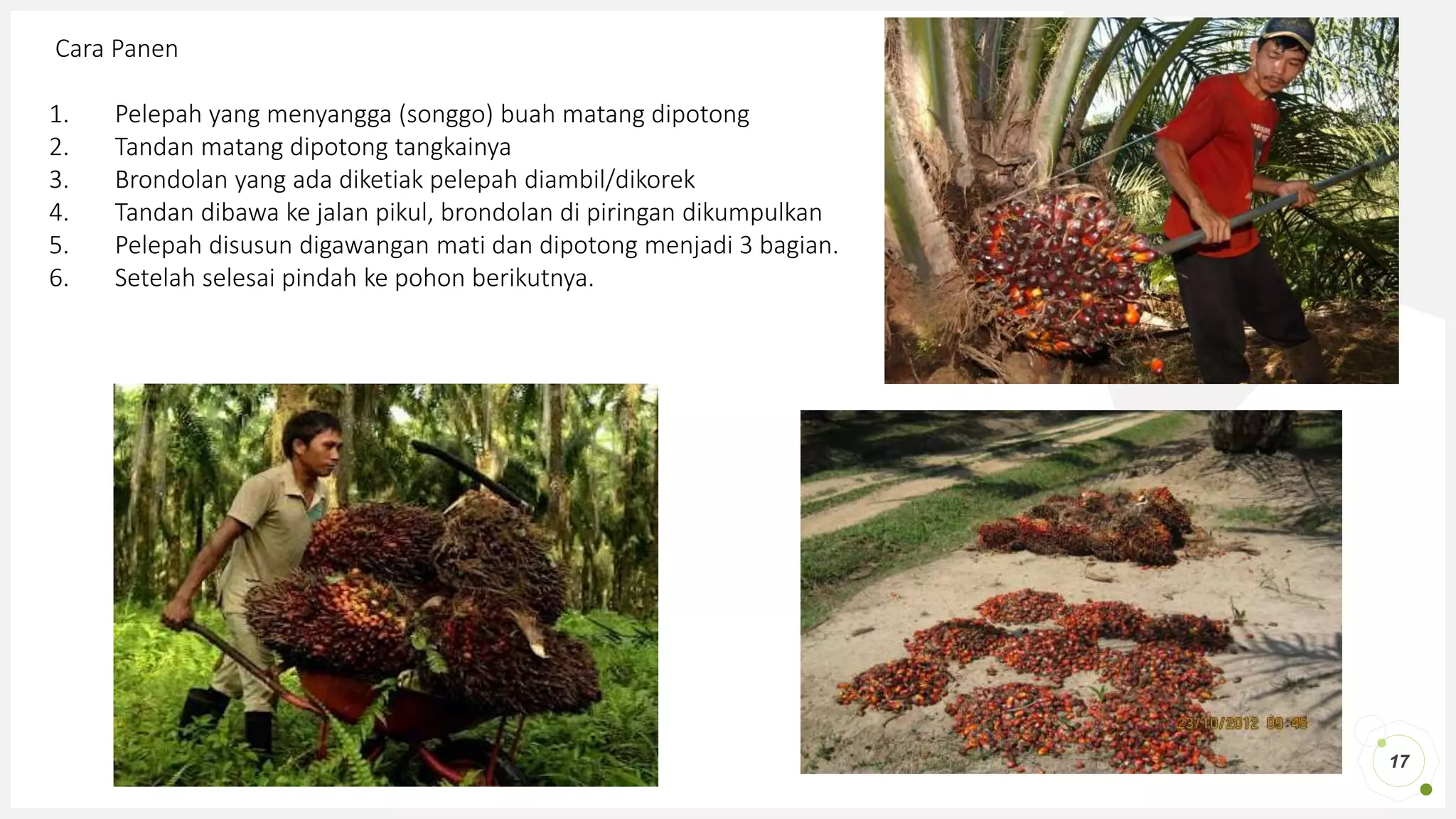 Budidaya tanaman kelapa sawit | PPTX