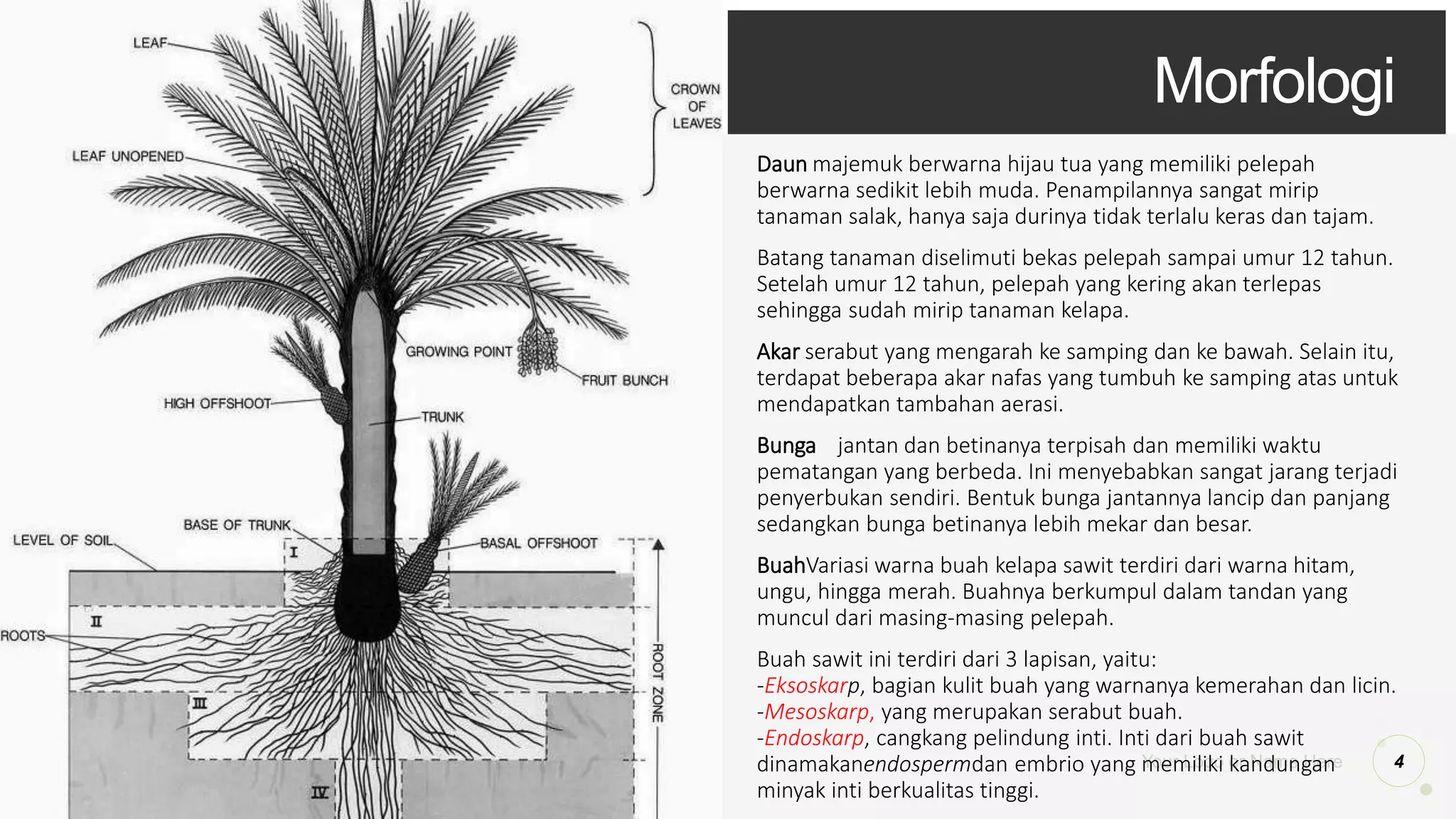 Budidaya tanaman kelapa sawit | PPTX