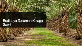 Budidaya tanaman kelapa sawit | PPTX