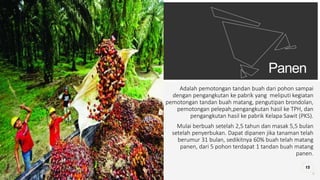 Budidaya tanaman kelapa sawit | PPTX