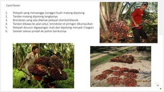 Budidaya tanaman kelapa sawit | PPTX