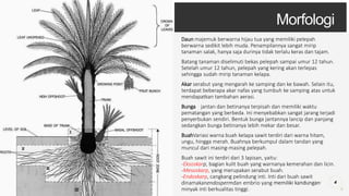 Budidaya tanaman kelapa sawit | PPTX