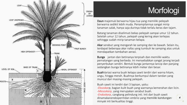 Budidaya tanaman kelapa sawit | PPTX