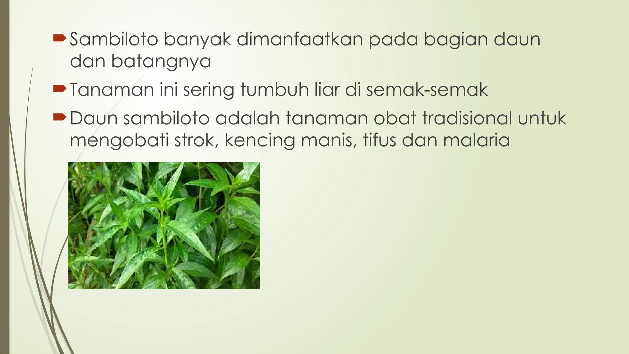 budidaya tanaman obat keluarga sehat indonesia.pptx