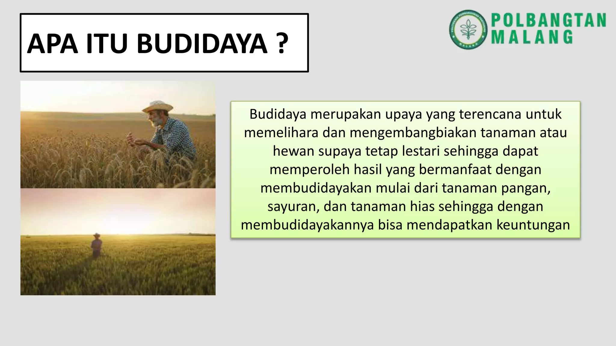 Budidaya tanaman pangan | PPSX