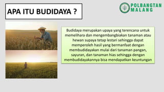 Budidaya tanaman pangan | PPSX