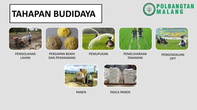 Budidaya tanaman pangan | PPSX