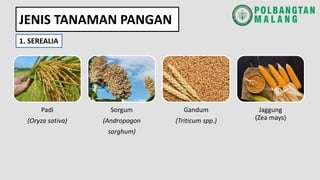 Budidaya tanaman pangan | PPSX