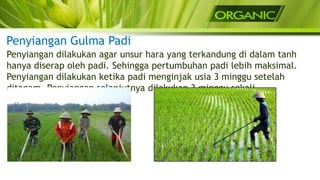 BUDIDAYA_TANAMAN_PANGAN (1).pptx