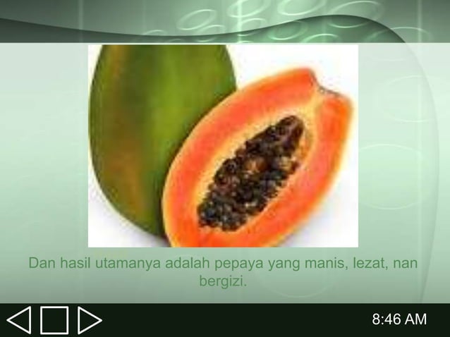 Budidaya tanaman pepaya | PPTX