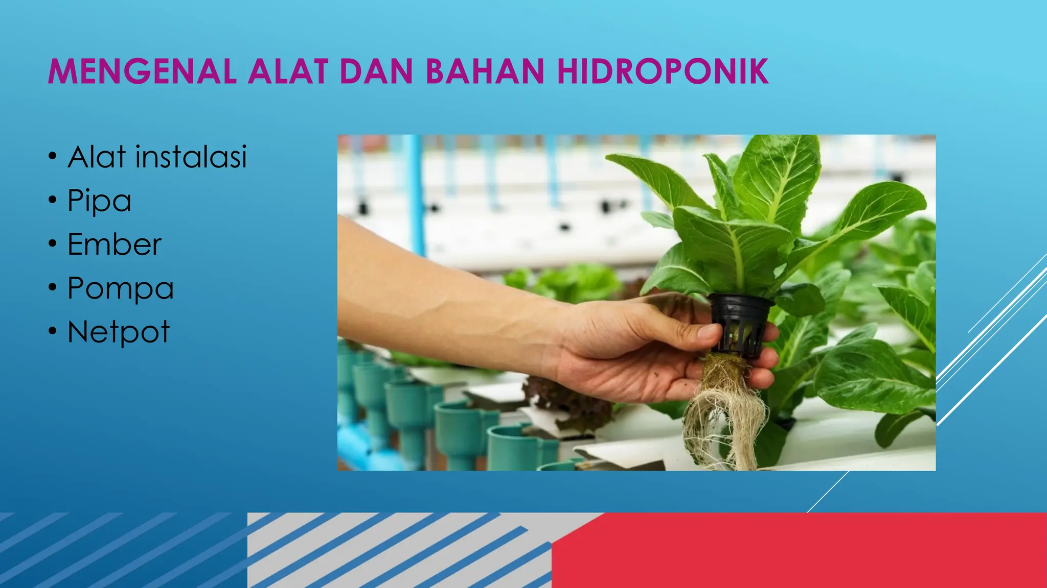 budidaya tanaman sayurrr hidroponik.pptx