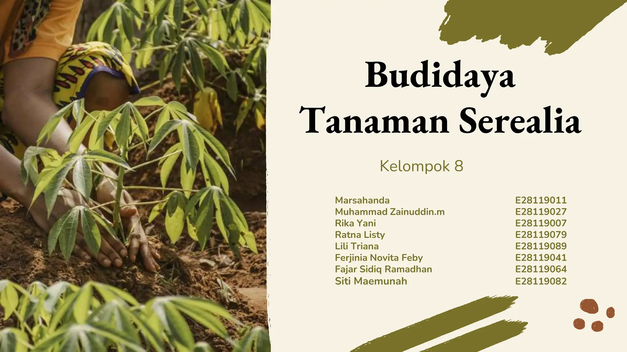 siti maemuna Budidaya tanaman Serealia.pptx