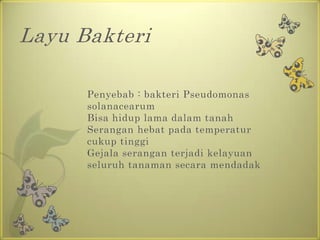 Budidaya tanaman terong | PPTX