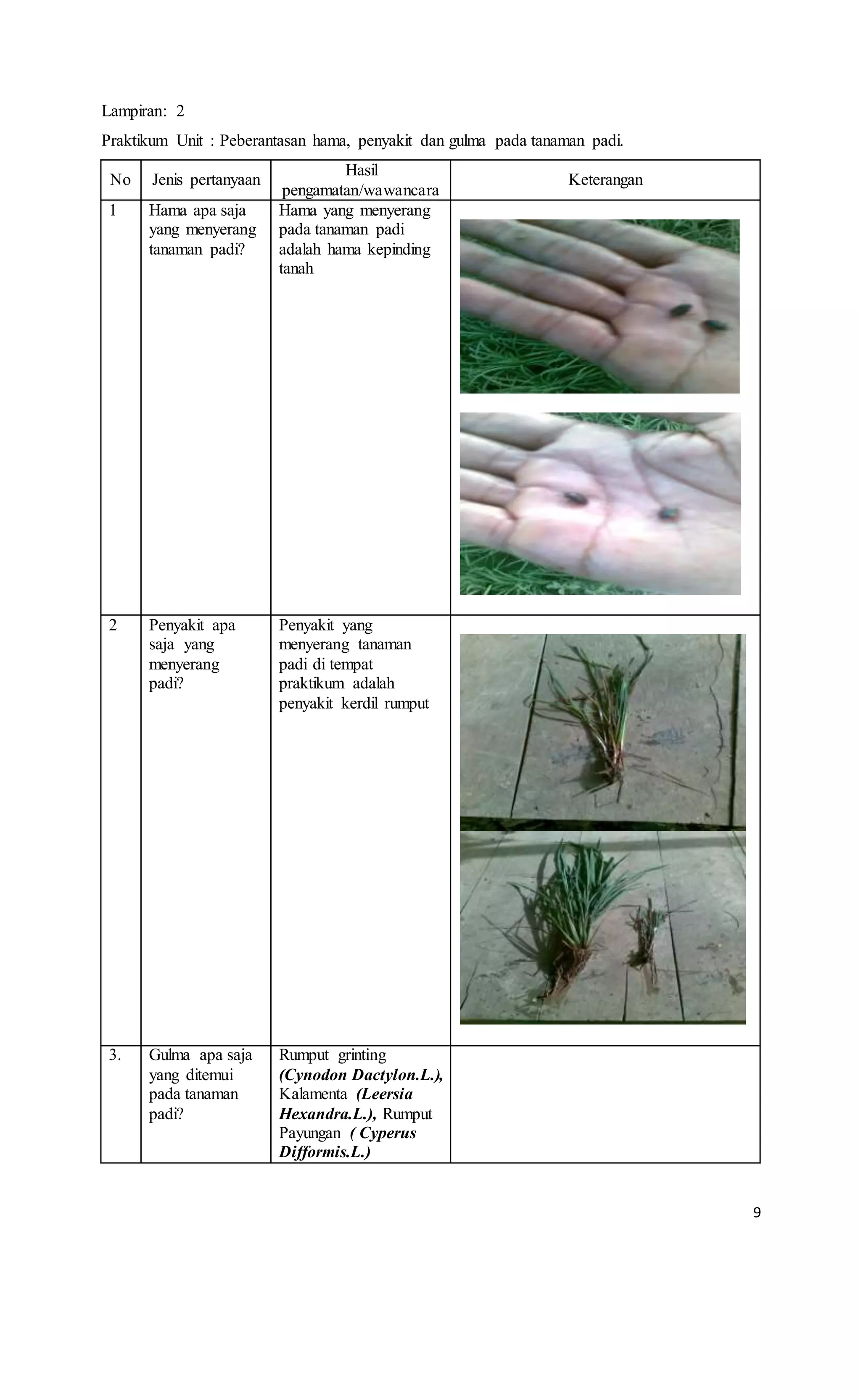 Budidaya tanaman utama | DOCX