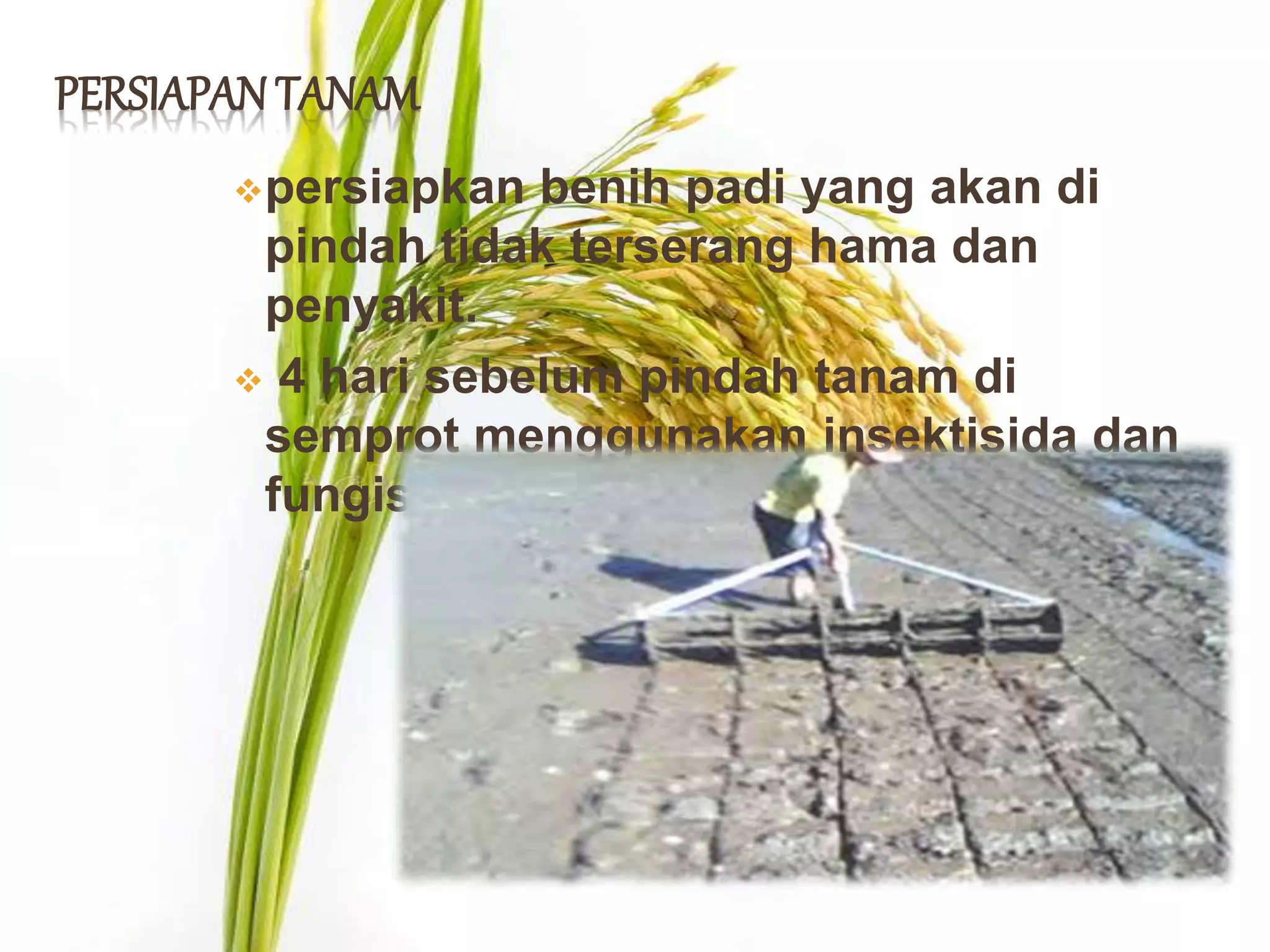 Budi_daya_tanam_padi.pptx
