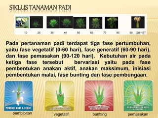 Budi_daya_tanam_padi.pptx