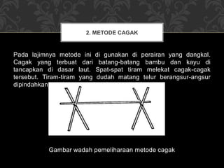 Budidaya tiram mutiara | PPTX