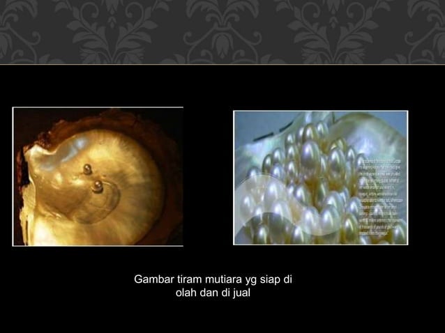 Budidaya tiram mutiara | PPTX