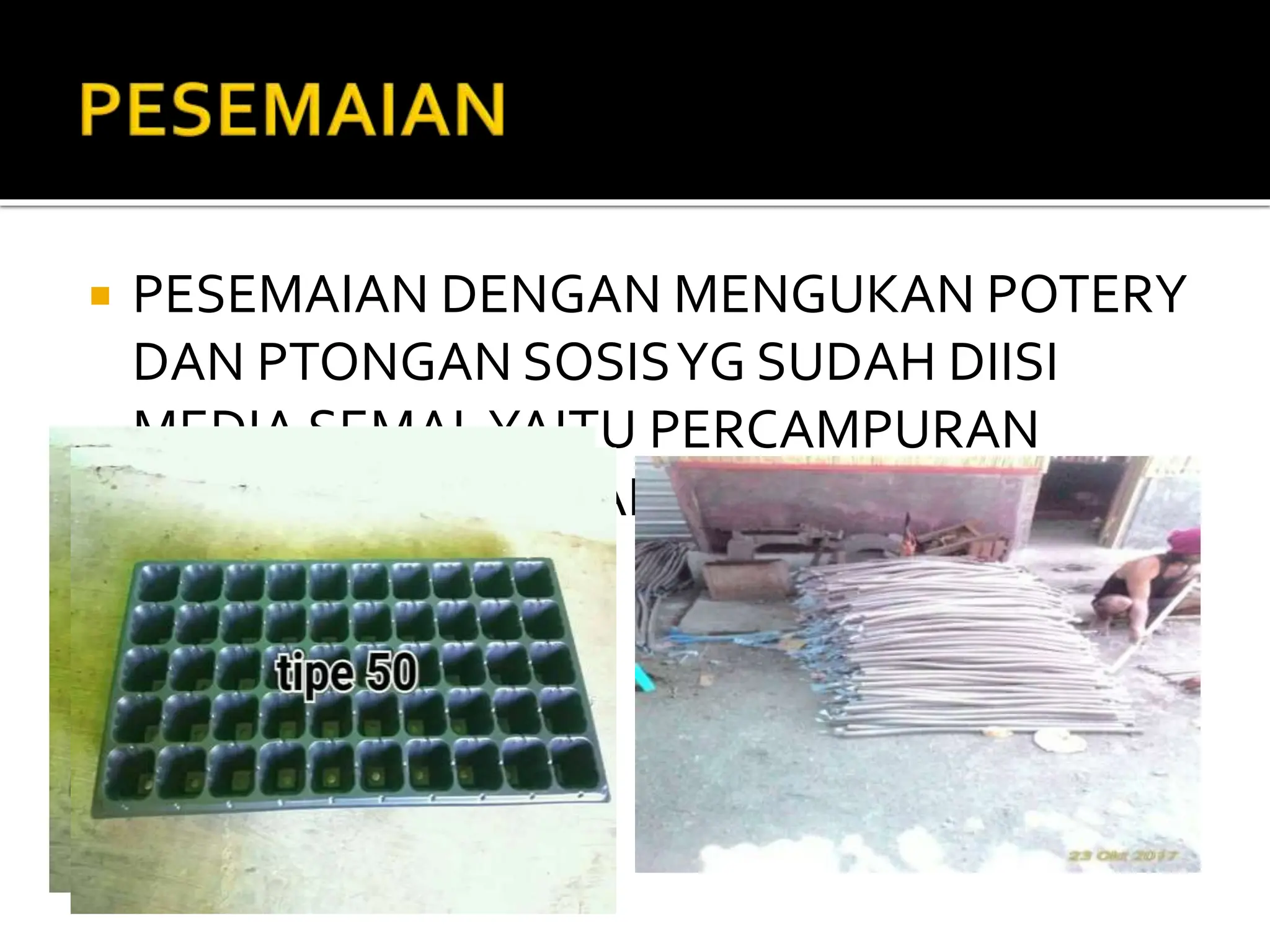 BUDIDAYA TOMAT PRA TANAM SAMPAI DENGAN PASCA PANEN.pptx