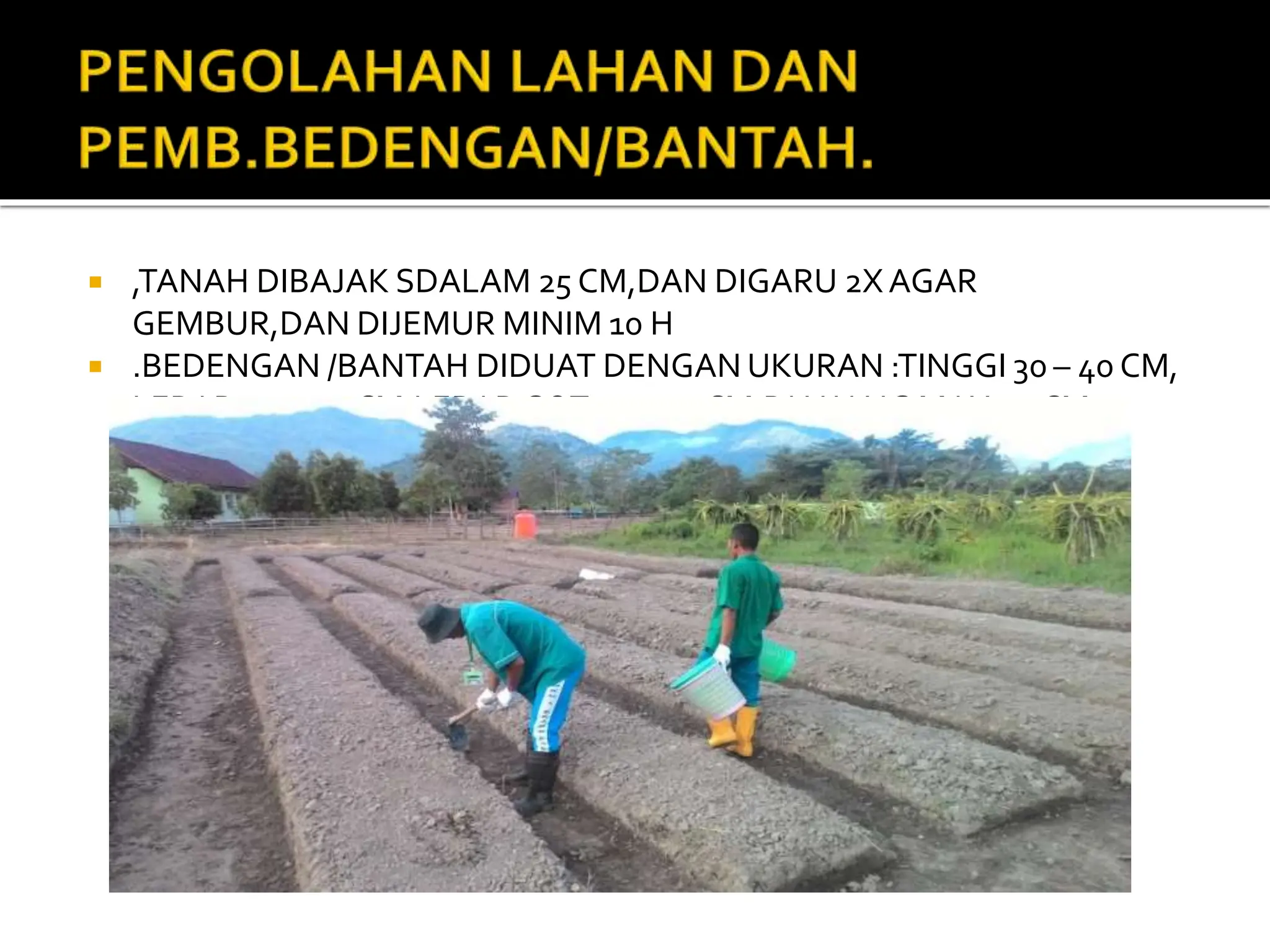 BUDIDAYA TOMAT PRA TANAM SAMPAI DENGAN PASCA PANEN.pptx