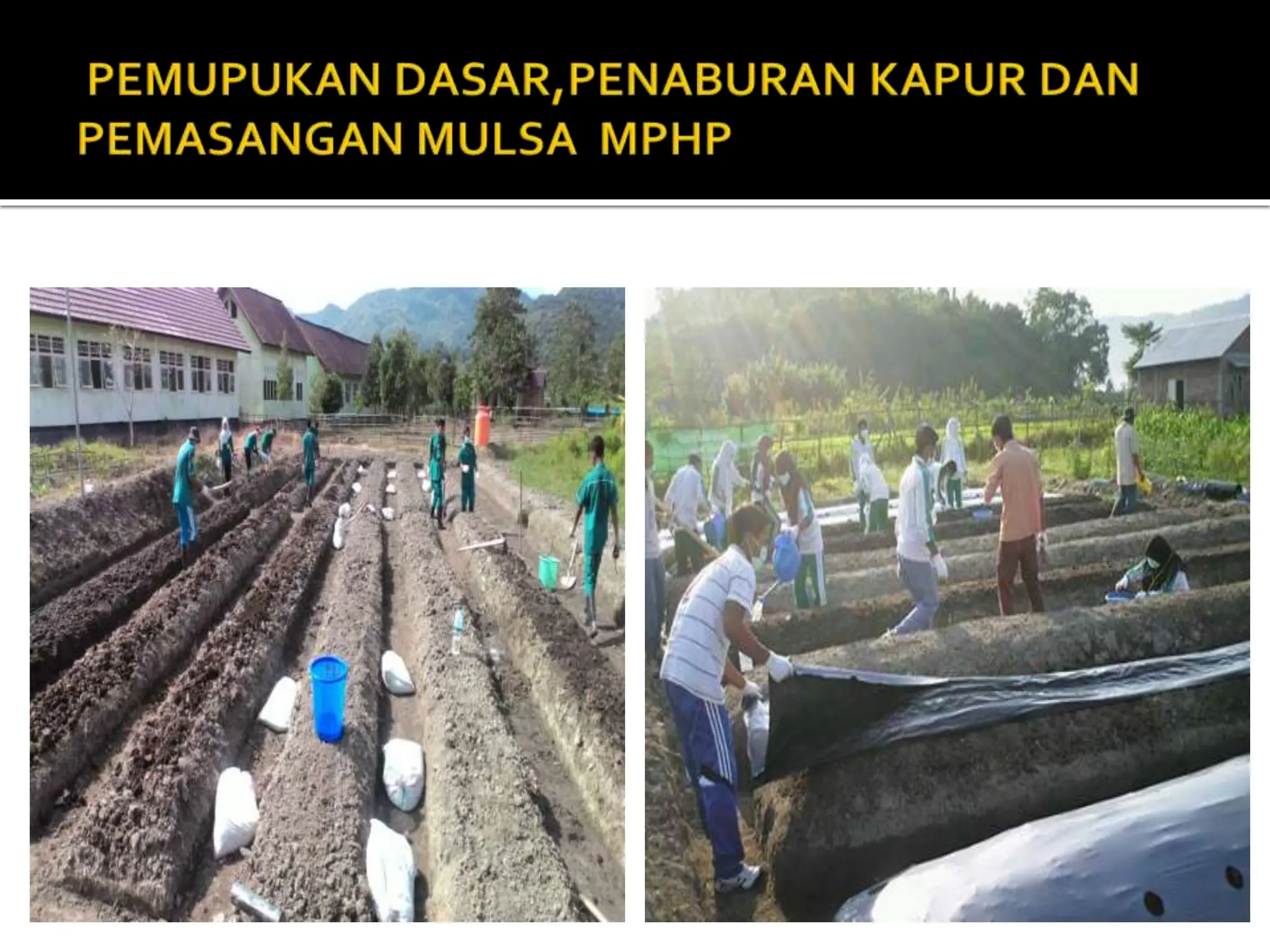 BUDIDAYA TOMAT PRA TANAM SAMPAI DENGAN PASCA PANEN.pptx